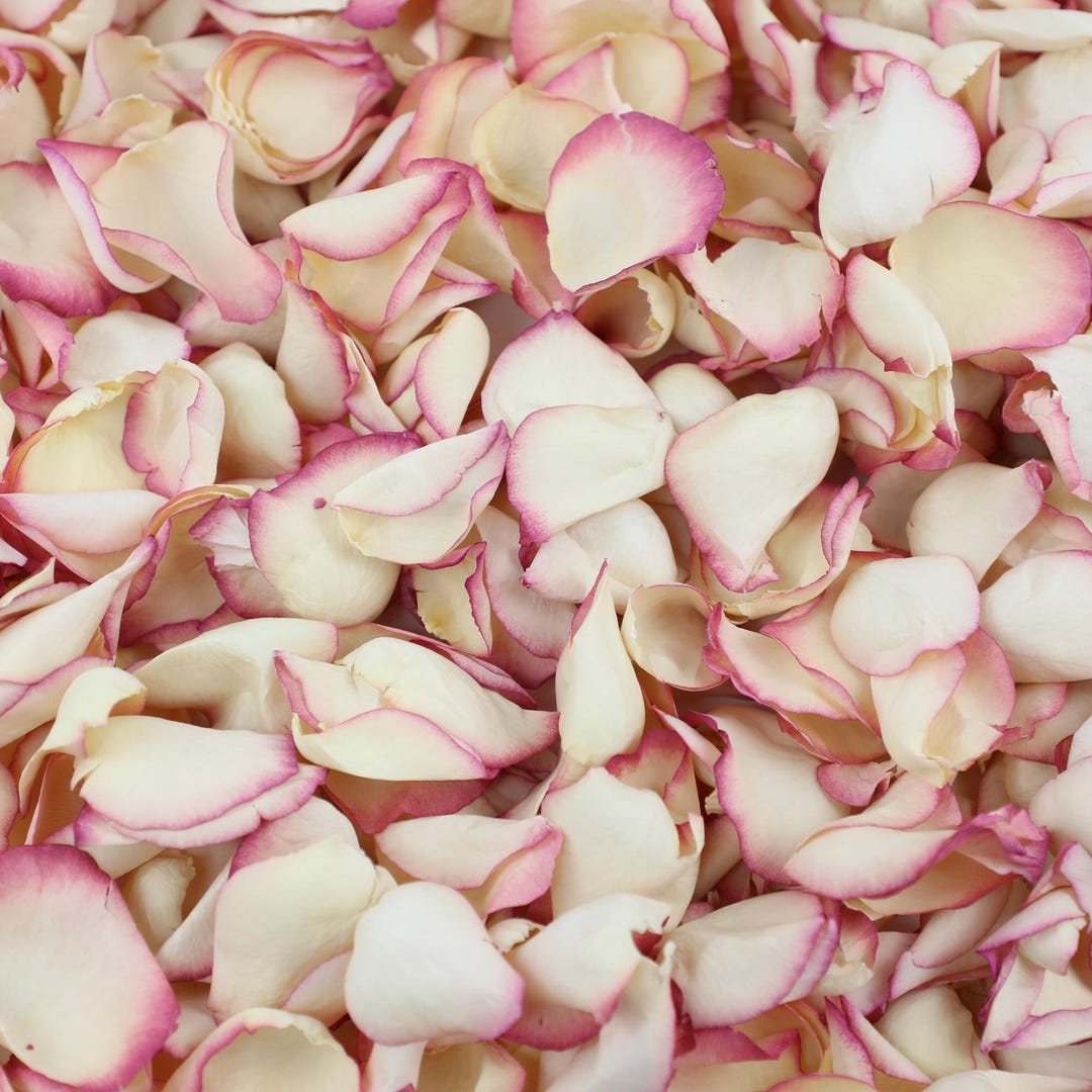 Regal Pink Dried Rose Petals | Ivory and Pink | Luxury Biodegradable ...
