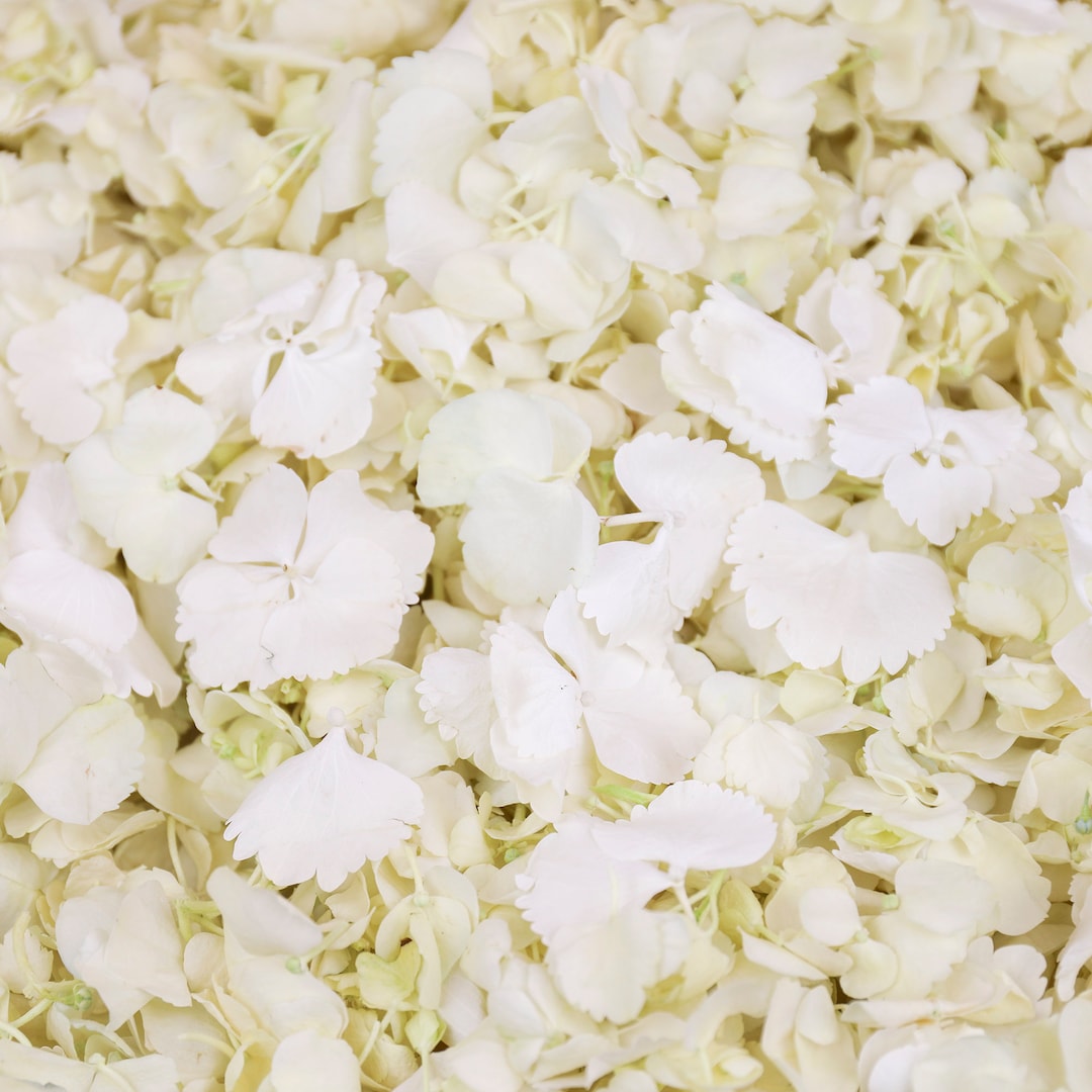 White Dried Hydrangea Petals | Real Biodegradable Petals | Petals for ...