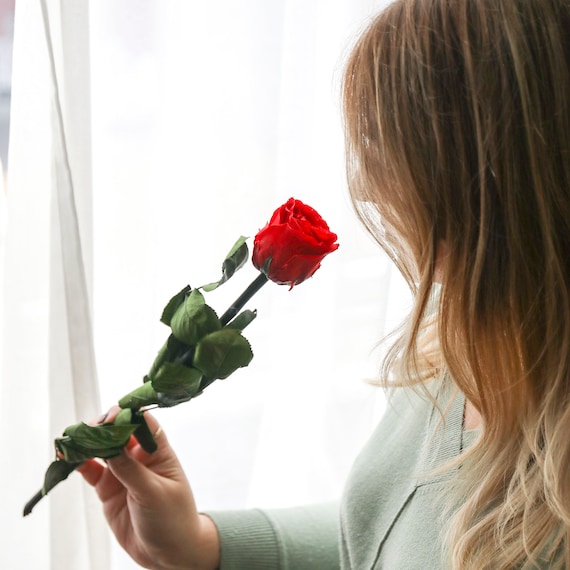 Single Red Rose Gift