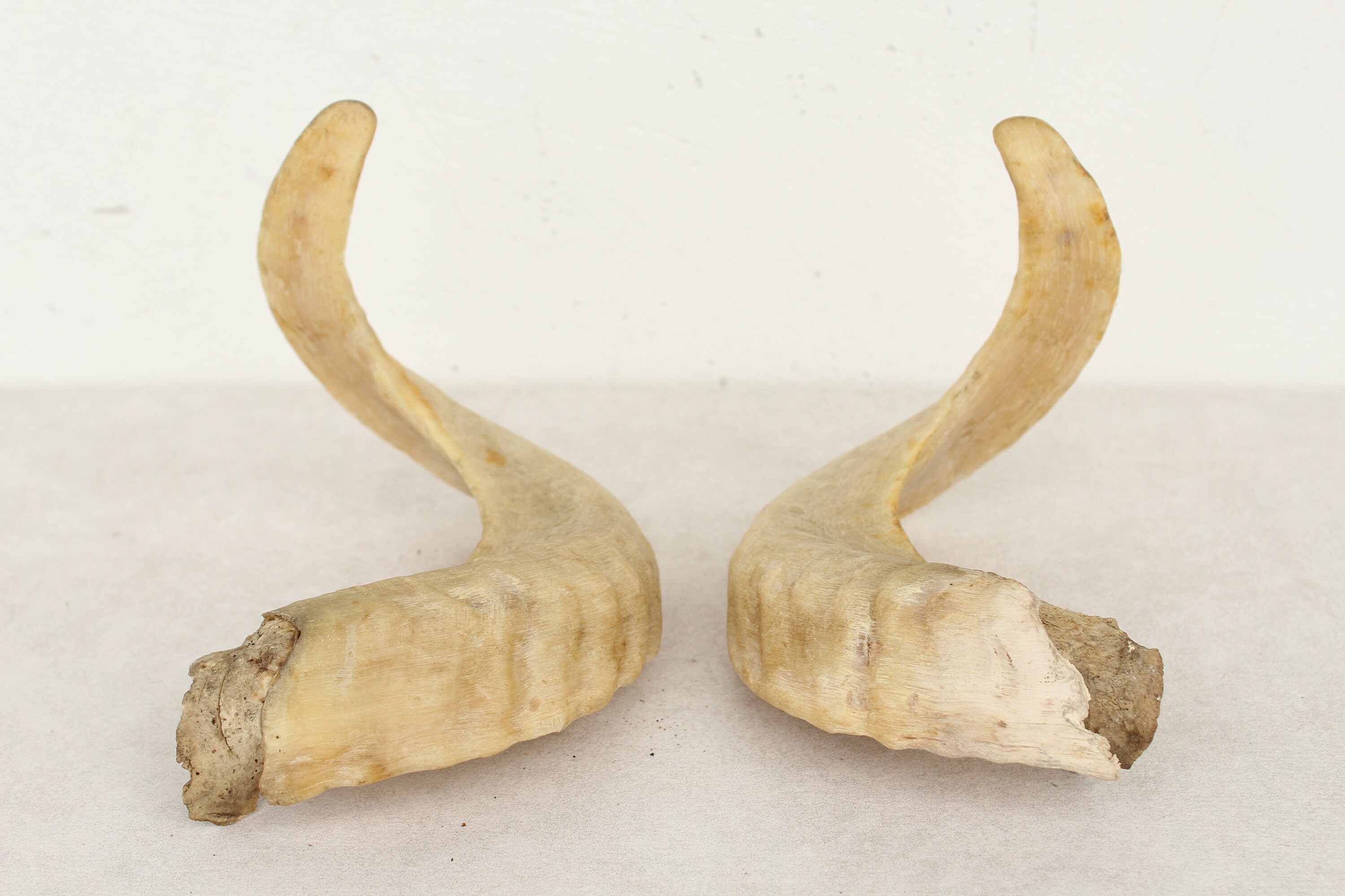Goat Horns, Natural Horns, Vintage Animal Horns, Taxidermy - Etsy