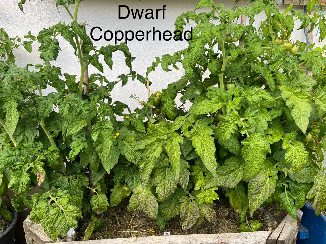 Dwarf Copperhead Tomato Seeds - Etsy
