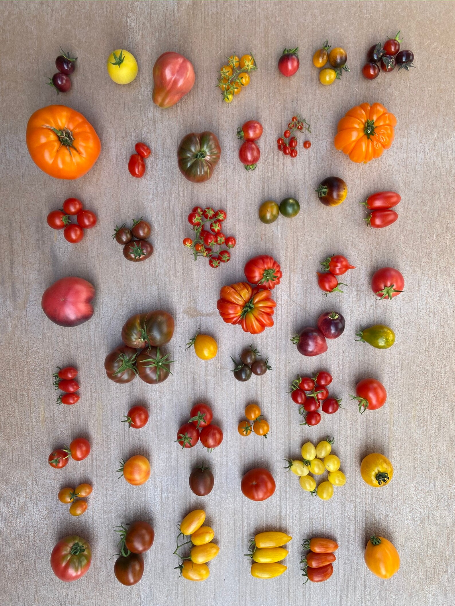 Dwarf Copperhead Tomato Seeds - Etsy