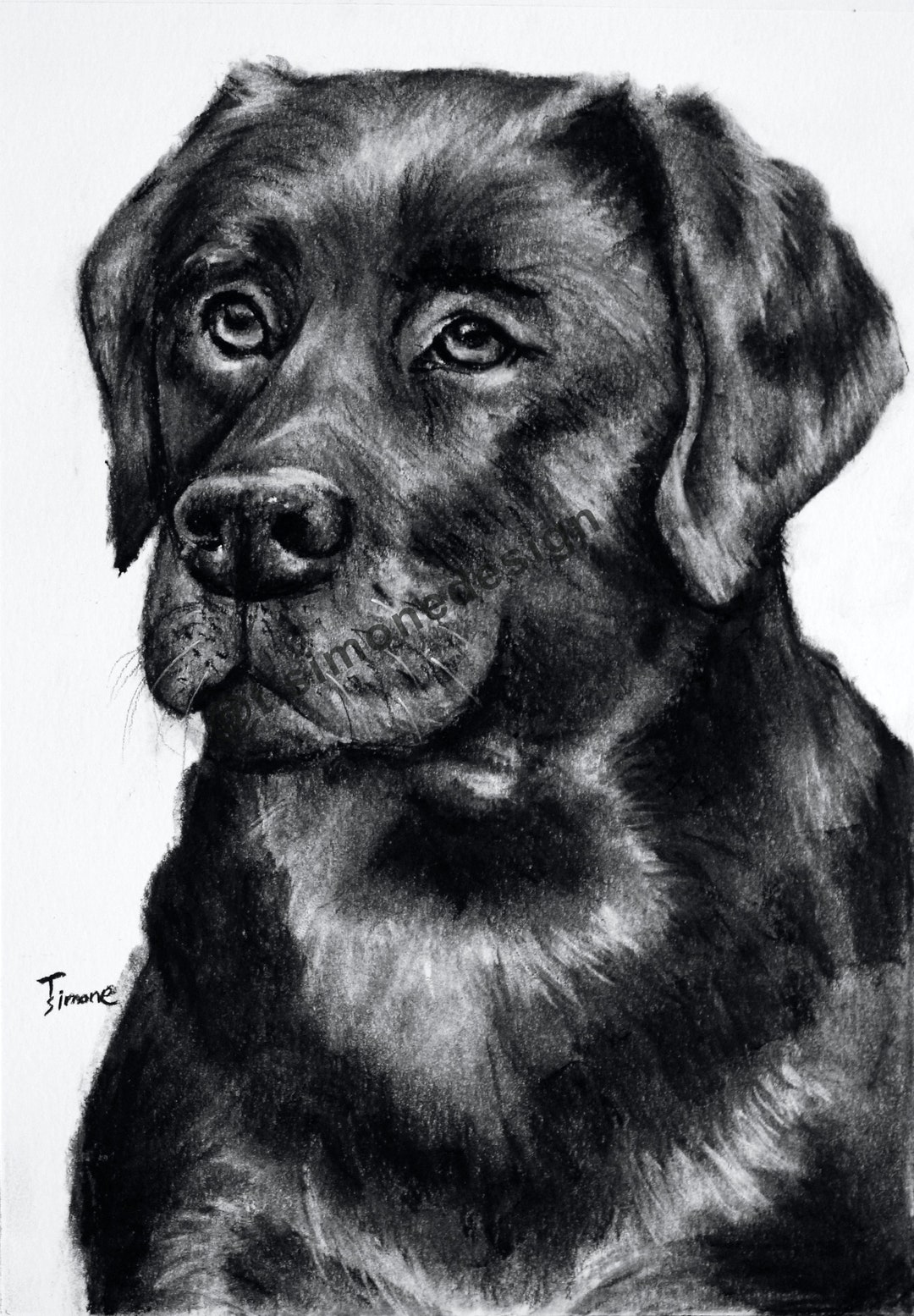 BLACK LABRADOR RETRIEVER Original Pet Portrait Charcoal Illustration ...