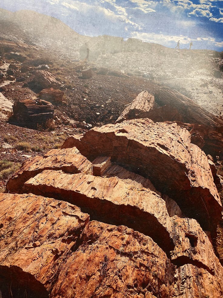 Petrified Forest Book - Etsy