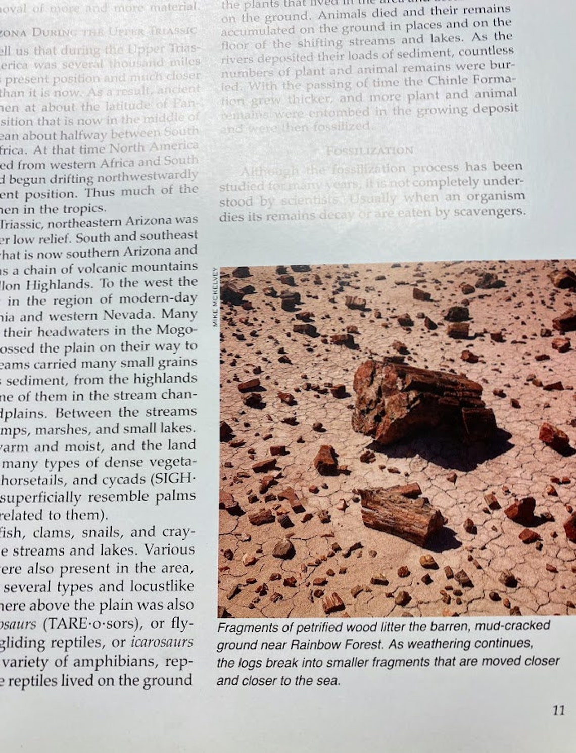 Petrified Forest Book - Etsy