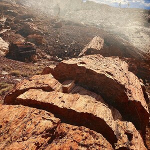 Petrified Forest Book - Etsy