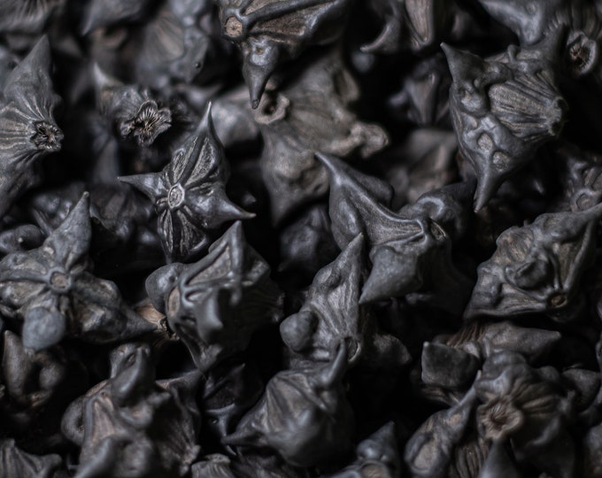 Water Chestnut Seeds, Bat Nut, Devil Pod Seed - Etsy India