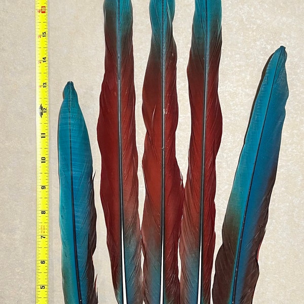 Macaw Feathers - Etsy