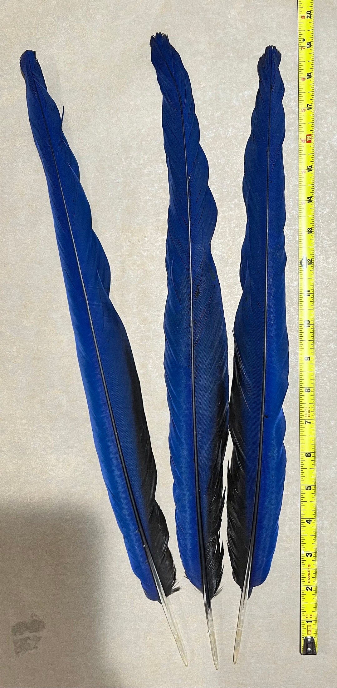 Naturally Molted *rare* MACAW Feathers - Etsy