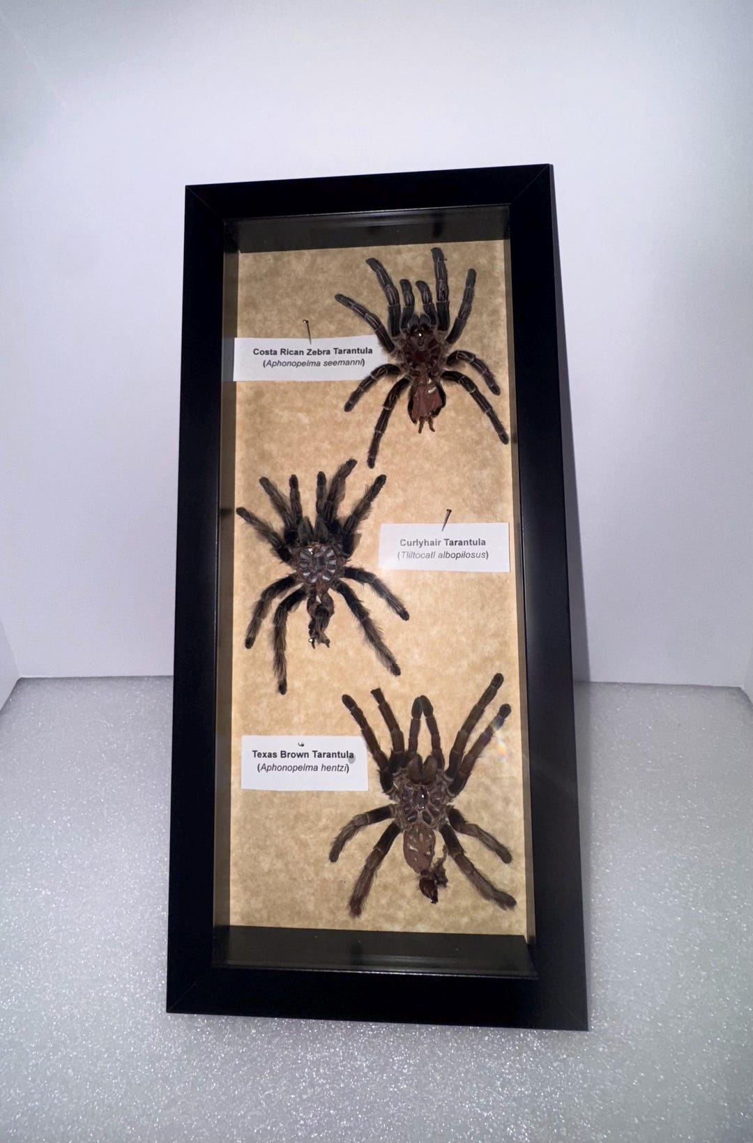 3 Labeled Tarantula Molts Pinned costa Rican Zebra, Curlyhair, and ...