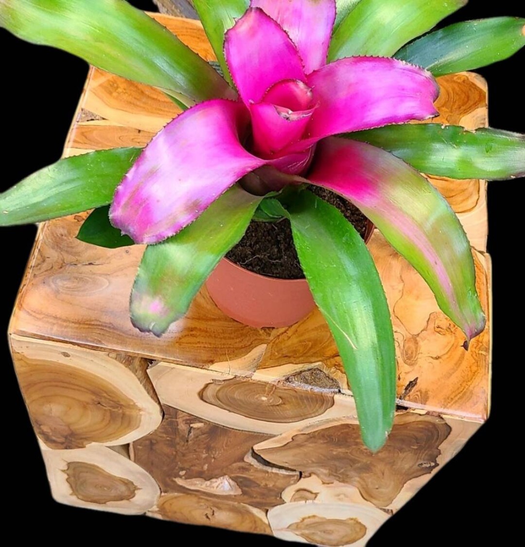 Teak Root Wood Square End Table Coffee Table or Just a Piece of Art ...