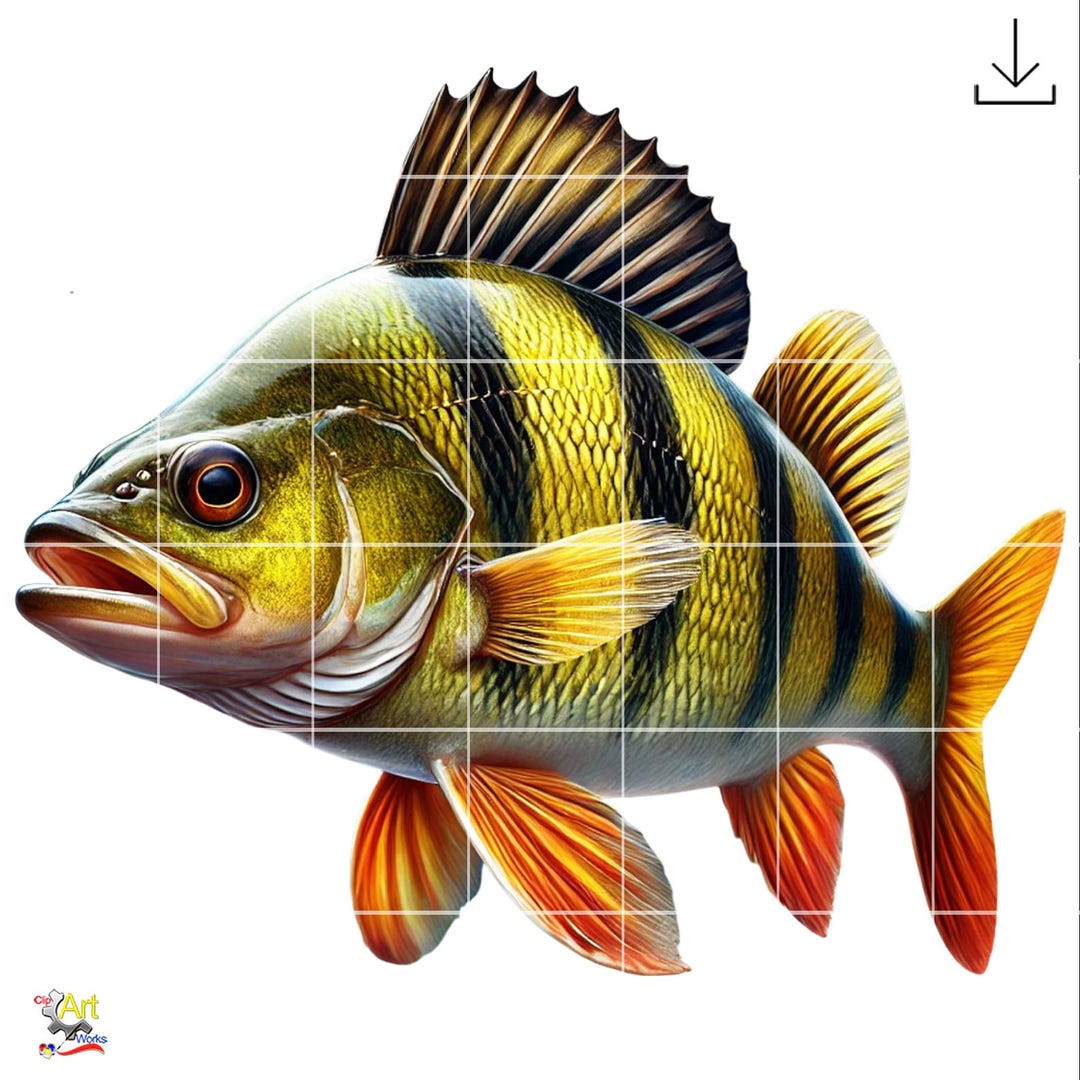 Perch Fish Clipart PNG | 10 Image Bundle - Etsy