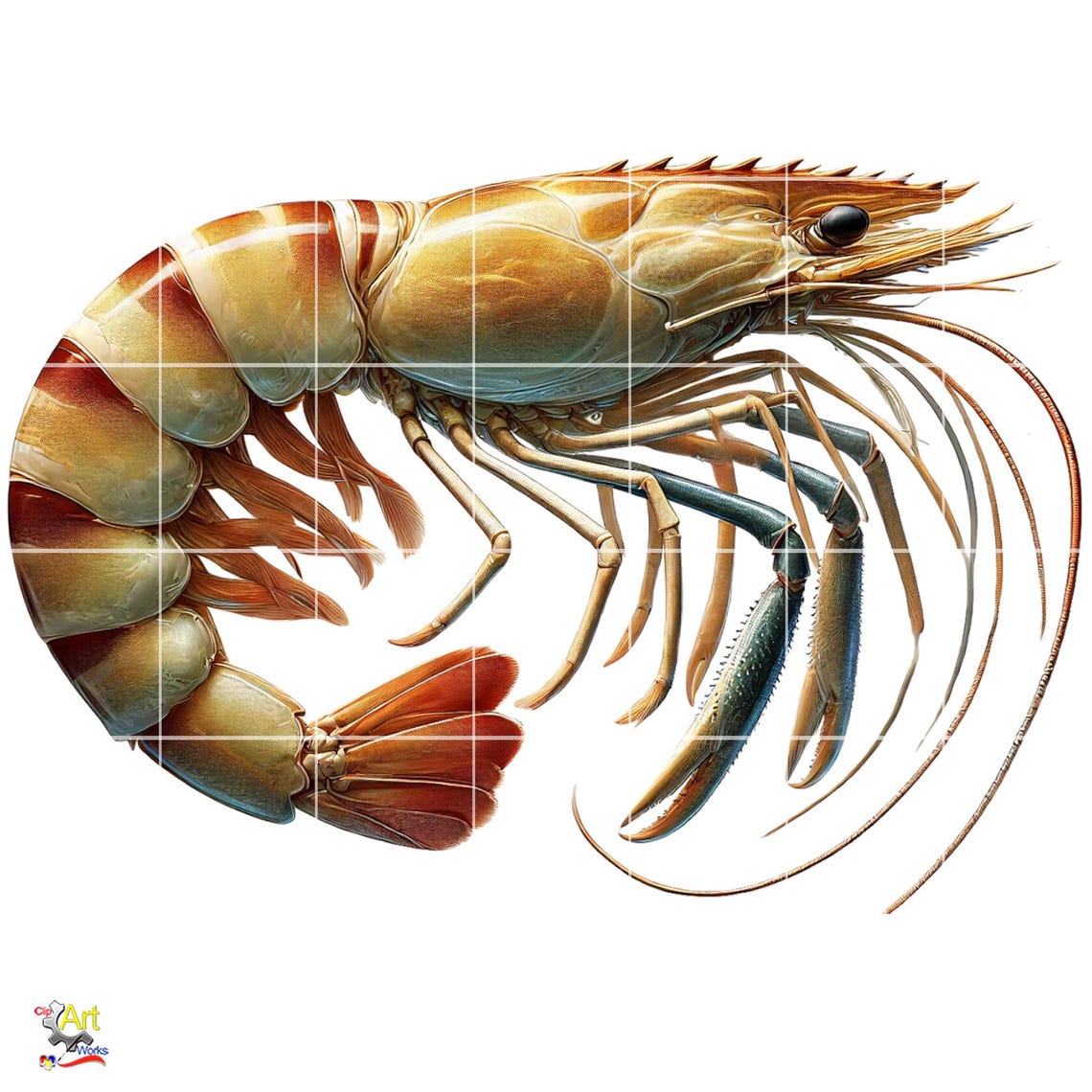 Shrimp PNG | 10 Bundle Images - Etsy