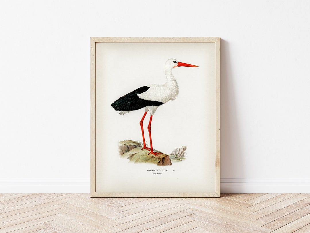 Vintage Stork Art Print, Stork Illustration, Bird Art Print, Antique ...