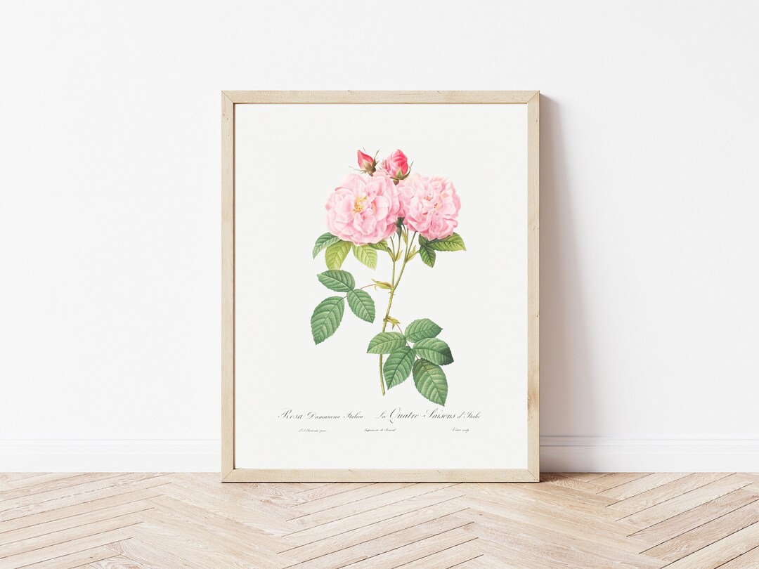 Vintage Rose Illustration, Pink Damask Roses, Fine Art Print, Wall Art ...