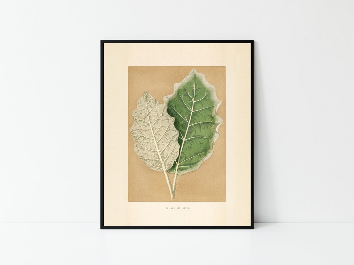 Nightshade Leaf Illustration, Fine Art Print, Vintage Leaf Art Print ...