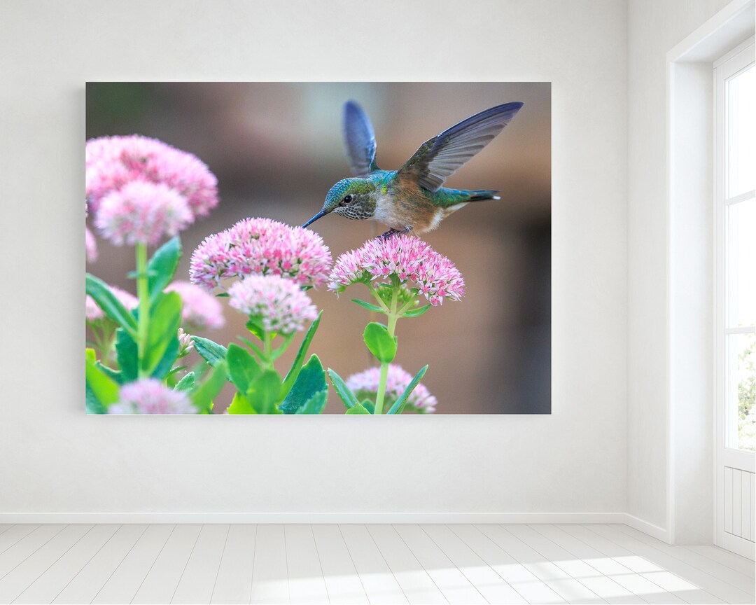 Humming Bird Photo, Nature Photography, Large Canvas Art, Large Art ...
