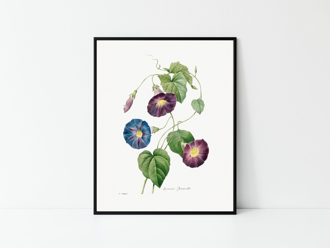 Morning Glory Floral Illustration, Fine Art Print, Botanical Art Print ...