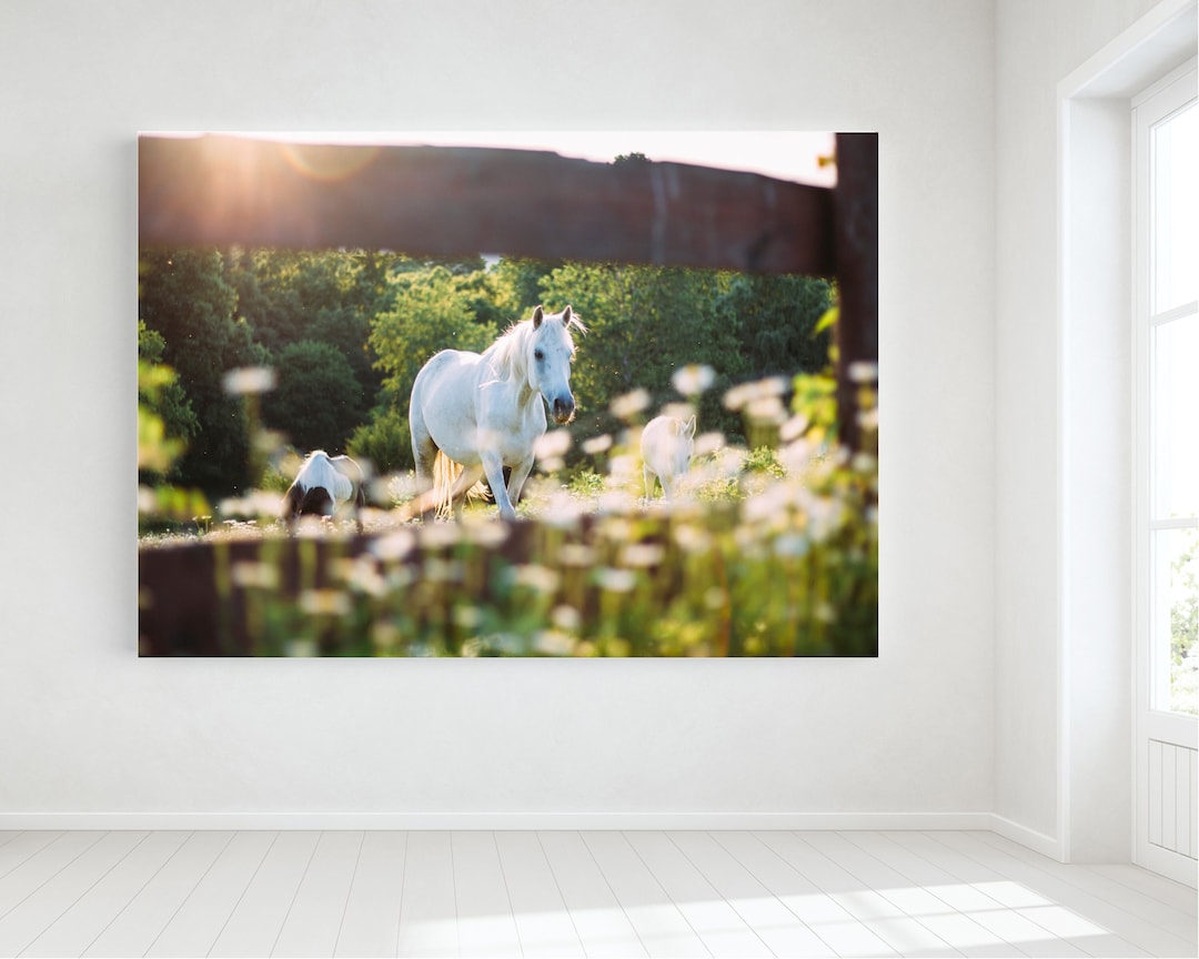 White Horse Art Print, Large Wall Art, Horses in a Field, Large Canvas ...