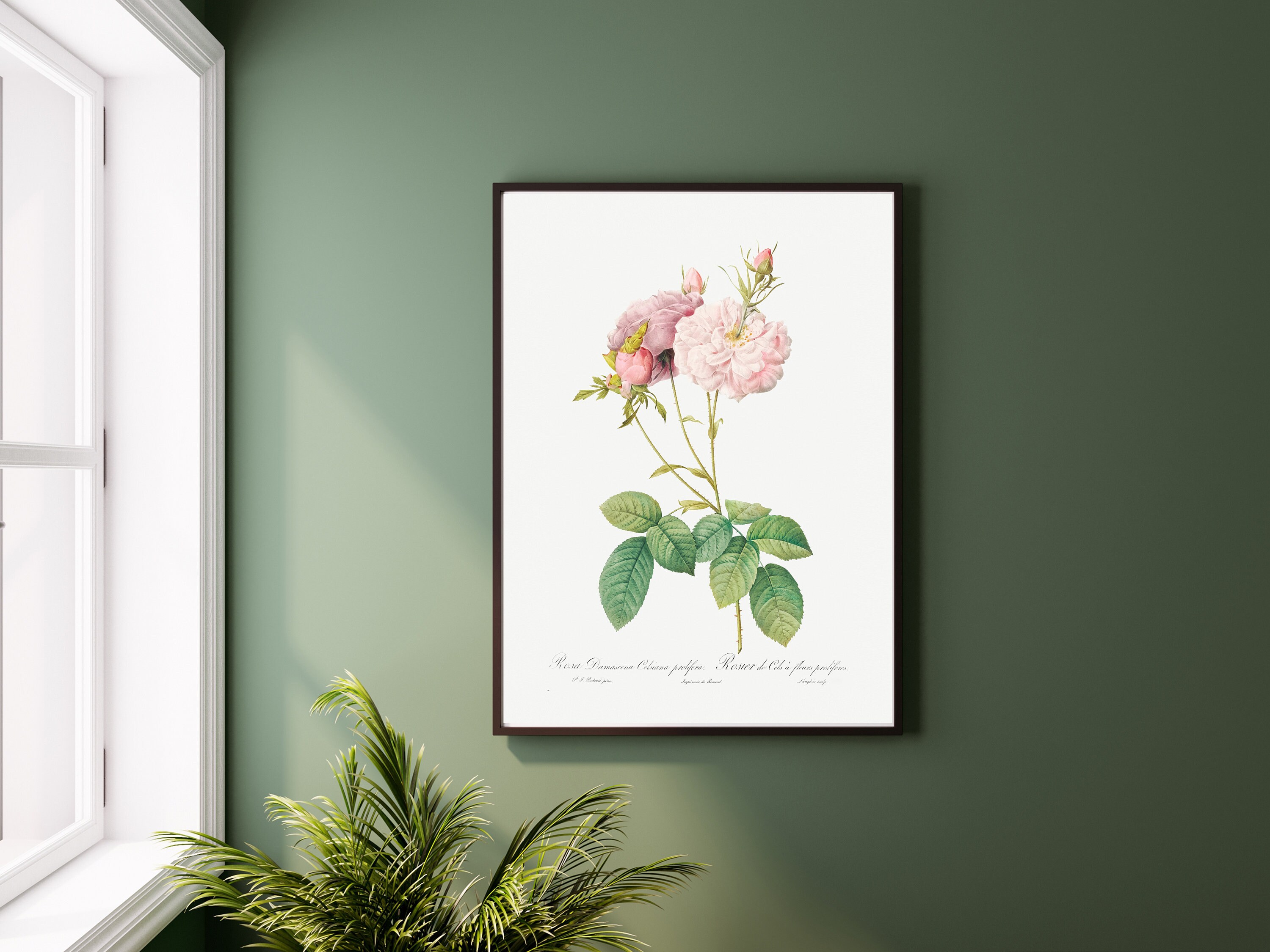 Vintage Rose Illustration, Pink Damask Roses, Fine Art Print, Wall Art ...