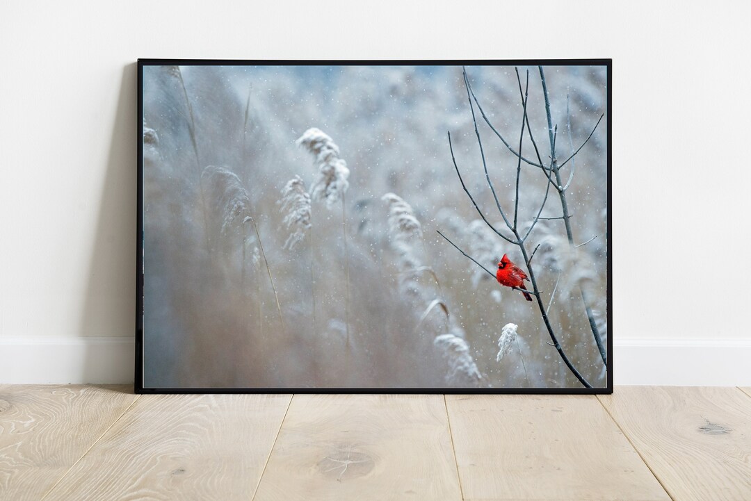 Red Cardinal Photograph, Nature Photography, Fine Art Print, Northern ...