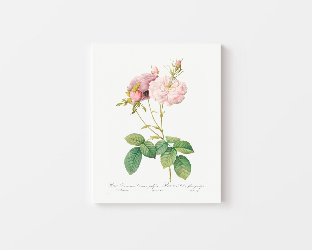 Vintage Rose Illustration, Pink Damask Roses, Fine Art Print, Wall Art ...