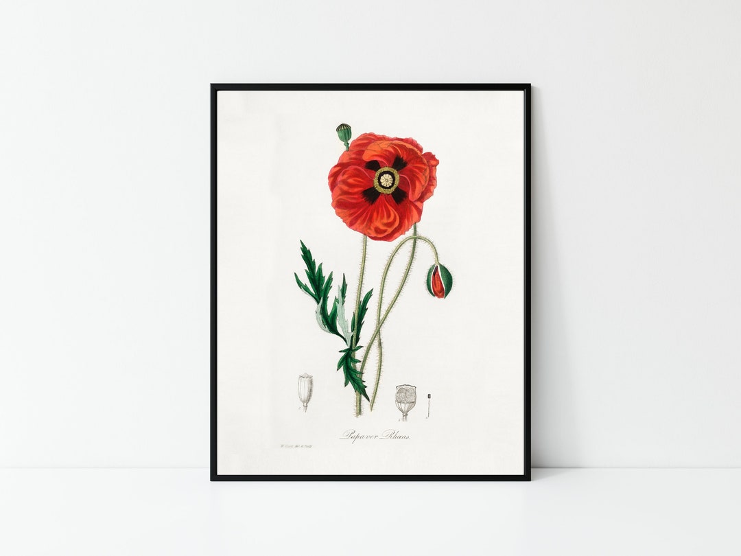 Vintage Poppy Flower Art Print, Poppy Flower Illustration, Floral Wall ...