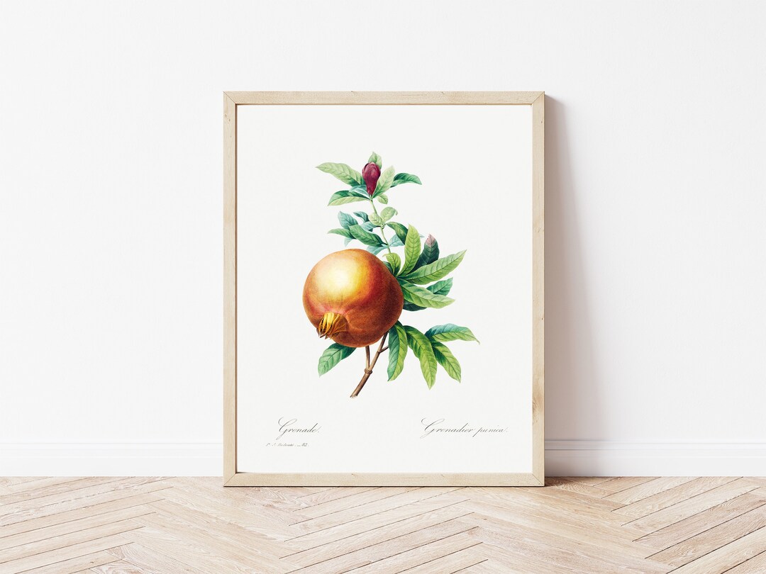 Pomegranate Art Print, Vintage Art Print, Wall Art, Canvas Art, Color ...