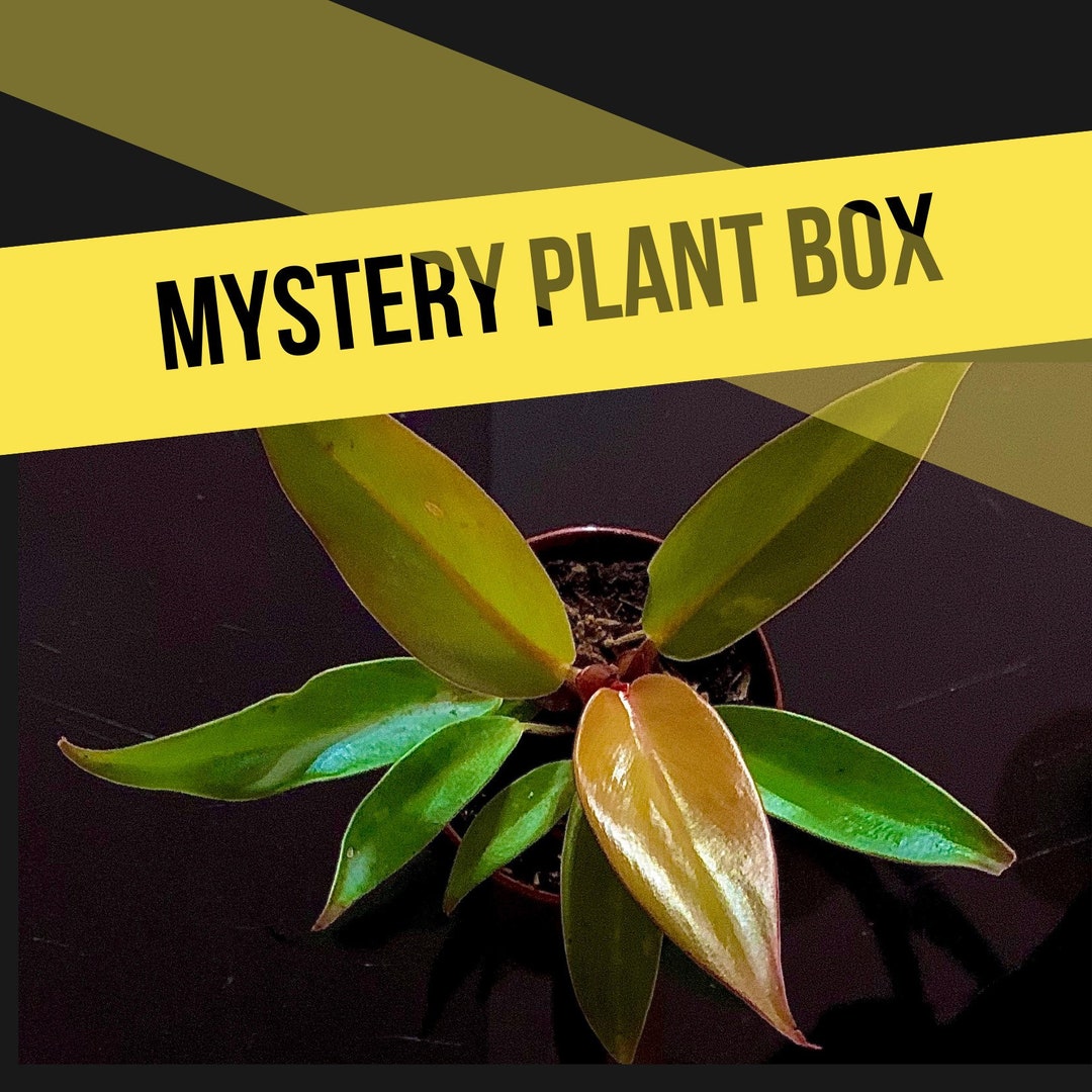 Mystery Plant Box - Etsy