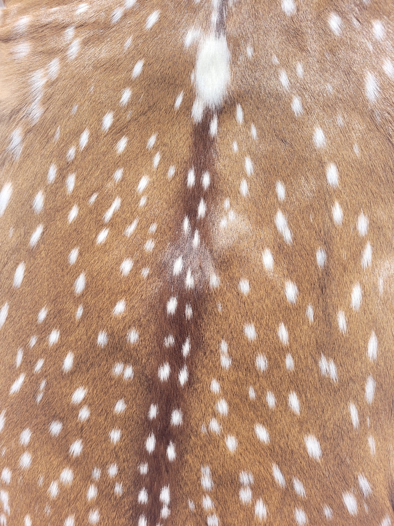 EXTREMELY RARE Axis Deer Hide - Etsy