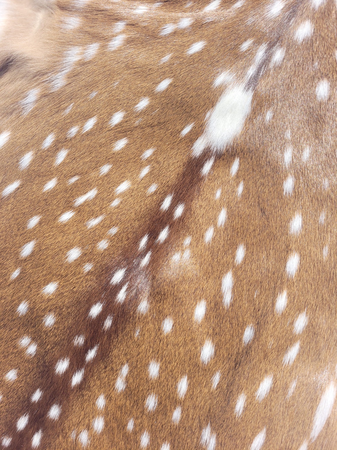 EXTREMELY RARE Axis Deer Hide - Etsy