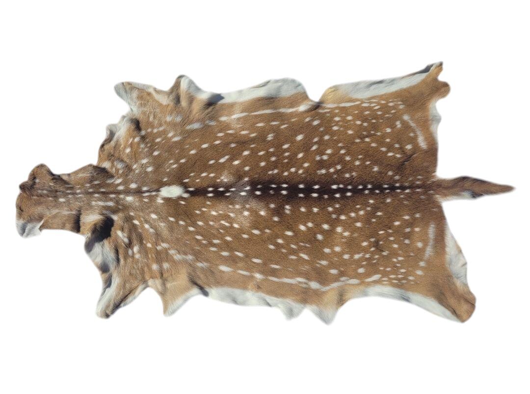 EXTREMELY RARE Axis Deer Hide - Etsy