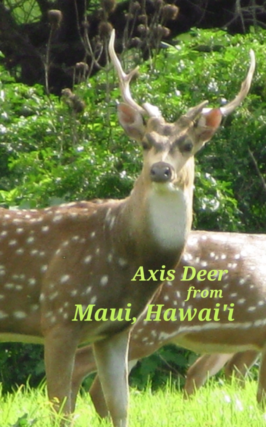 2 Pack Whole Maui Axis Deer Antler Dog Chews - Etsy