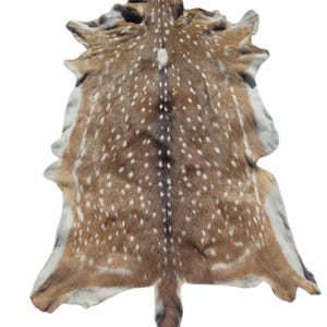 EXTREMELY RARE Axis Deer Hide - Etsy