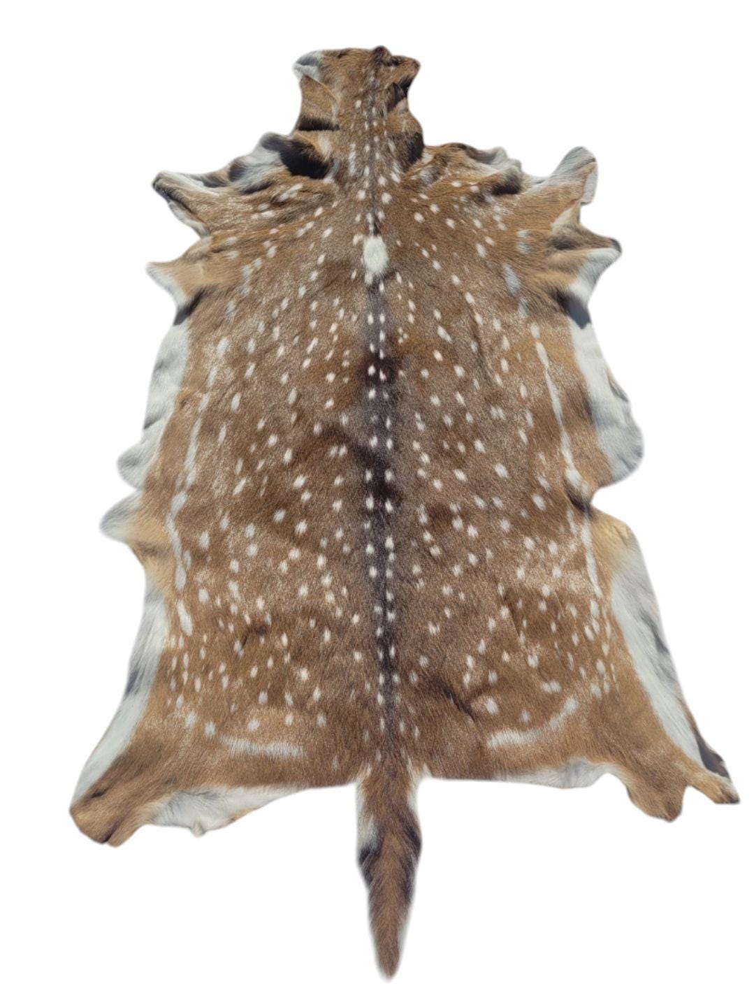 EXTREMELY RARE Axis Deer Hide - Etsy