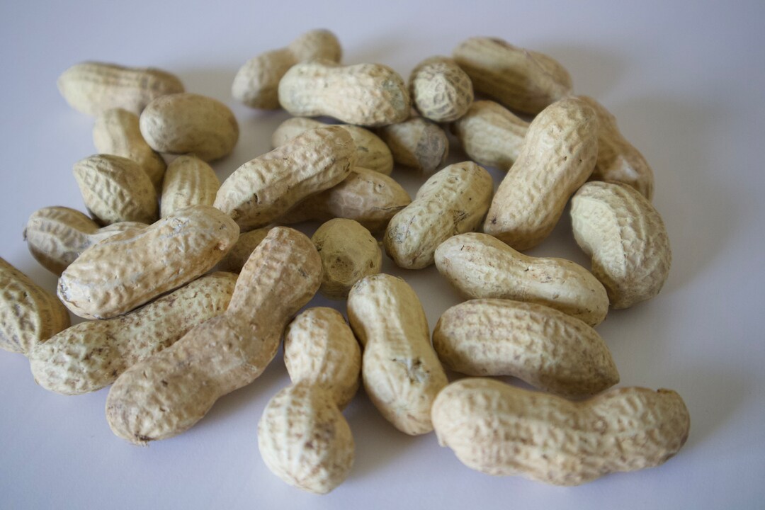 Monkey Nuts (in Shell Peanuts) - Small Animal Treats - Etsy