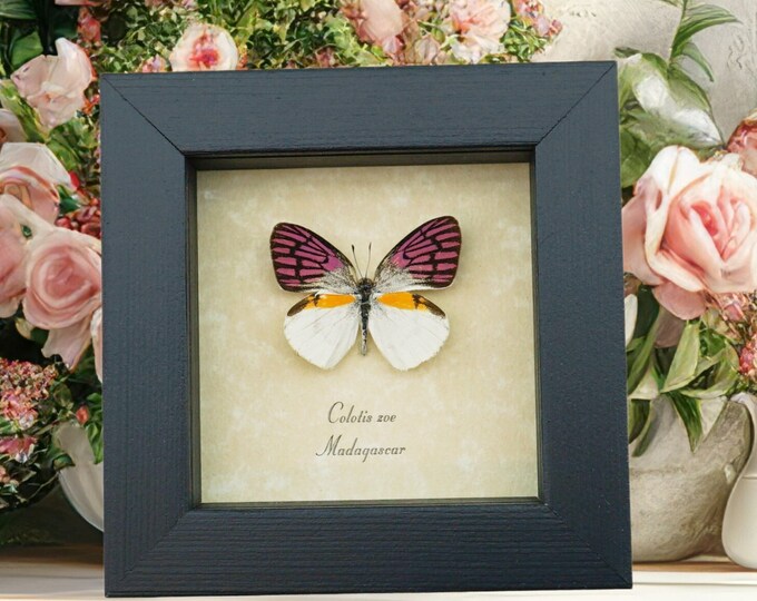 Real Framed Butterfly Colotis Zoe Madagascar Insect Taxidermy Display ...