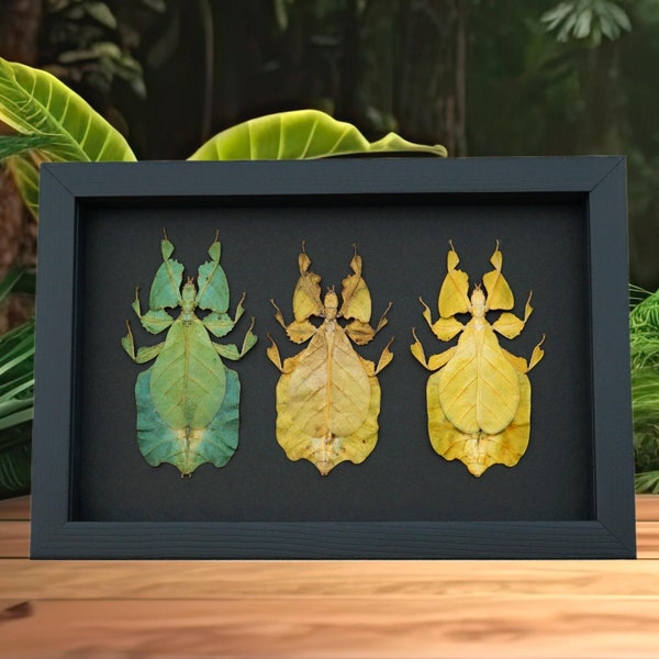 Insect Collection - Etsy