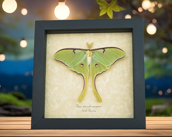 Real Framed Luna Moth Actias Luna Rubromarginata Resting Taxidermy ...