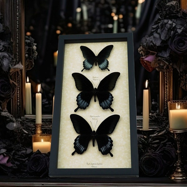 Black Framed Butterflies - Etsy