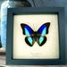 Prepona Omphale Electric Blue Butterfly Real Framed Taxidermy Display ...