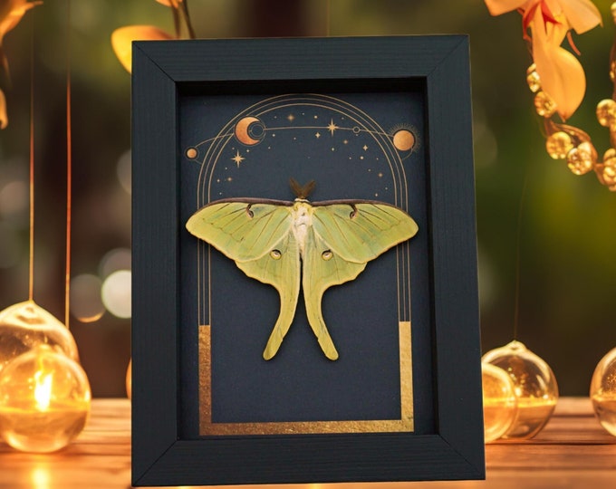 Real Luna Moth Gothic Sun Moon Stars Actias Luna Resting Framed ...