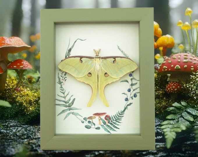 Real Framed Luna Moth Sage Green Ferns Mushrooms Actias Luna Resting ...