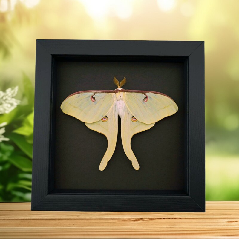Moth in Frame - Etsy