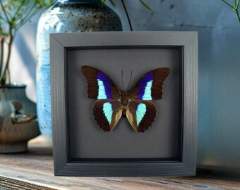 Rare Electric Blue Butterfly Prepona Omphale Framed Taxidermy Moonlight ...