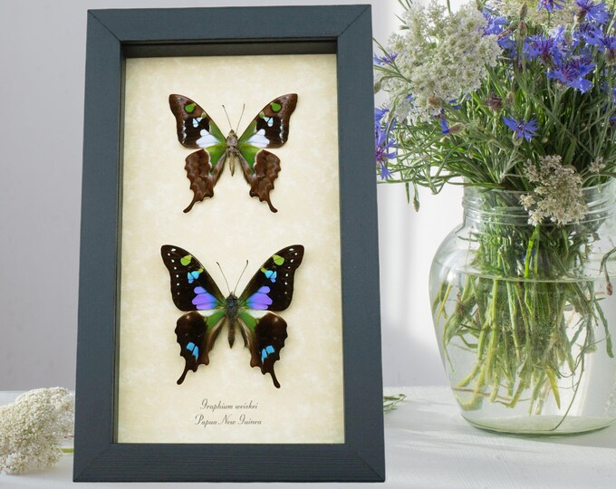 Framed Butterflies Graphium Weiskei Pair Real Butterfly Taxidermy Display - Etsy