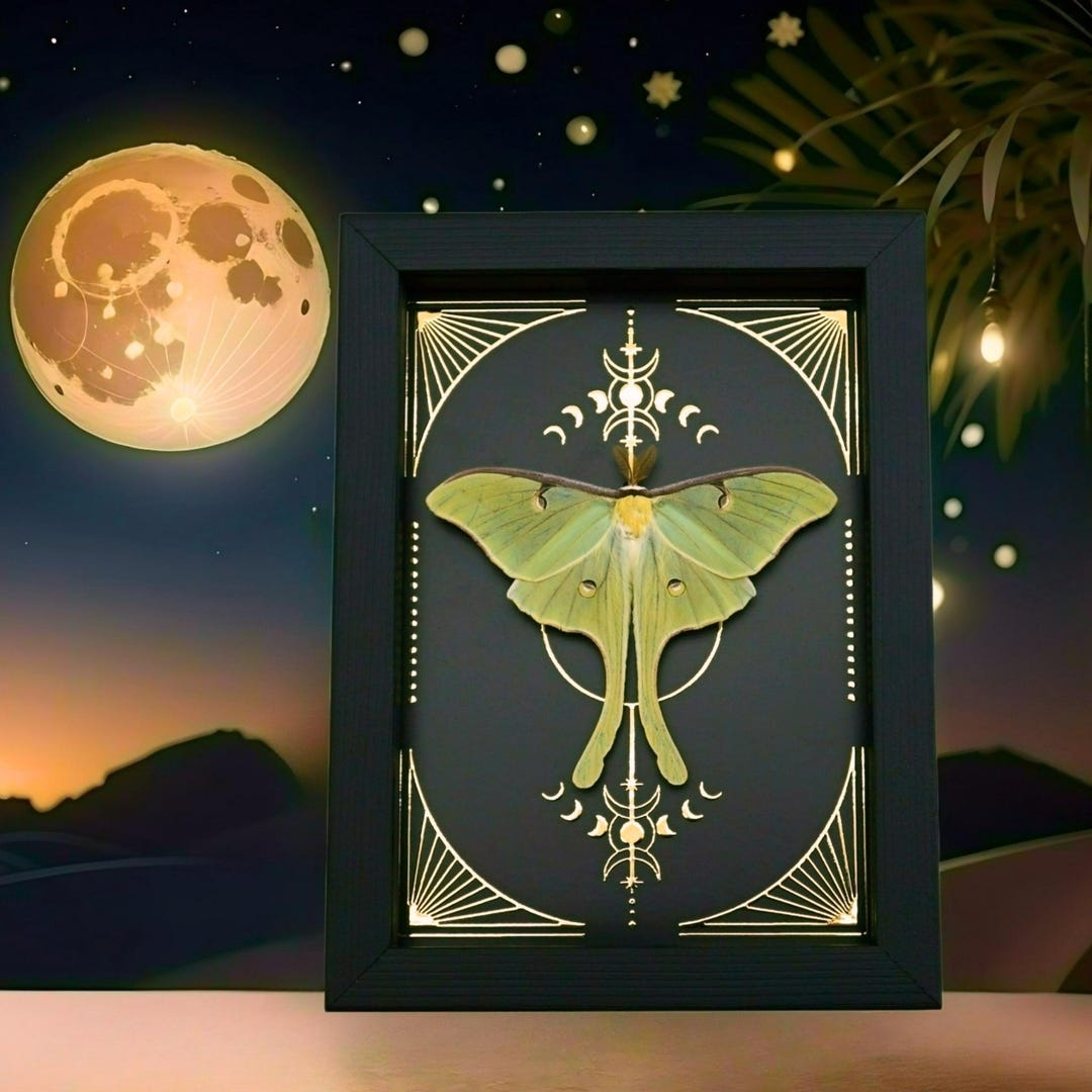 Real Luna Moth Celestial Gold Foil Moon Phases Actias Luna Resting ...