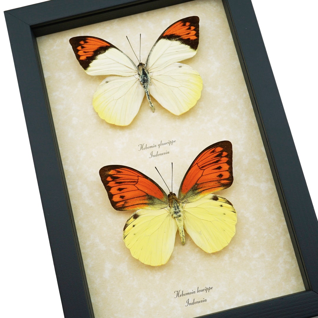 Vibrant Sulpher Hebomoia Leucippe Glaucippe Butterfly Collection Real ...