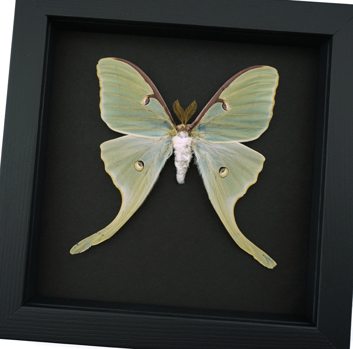 Framed Luna Moth Actias Luna Male Moonlight Display - Etsy