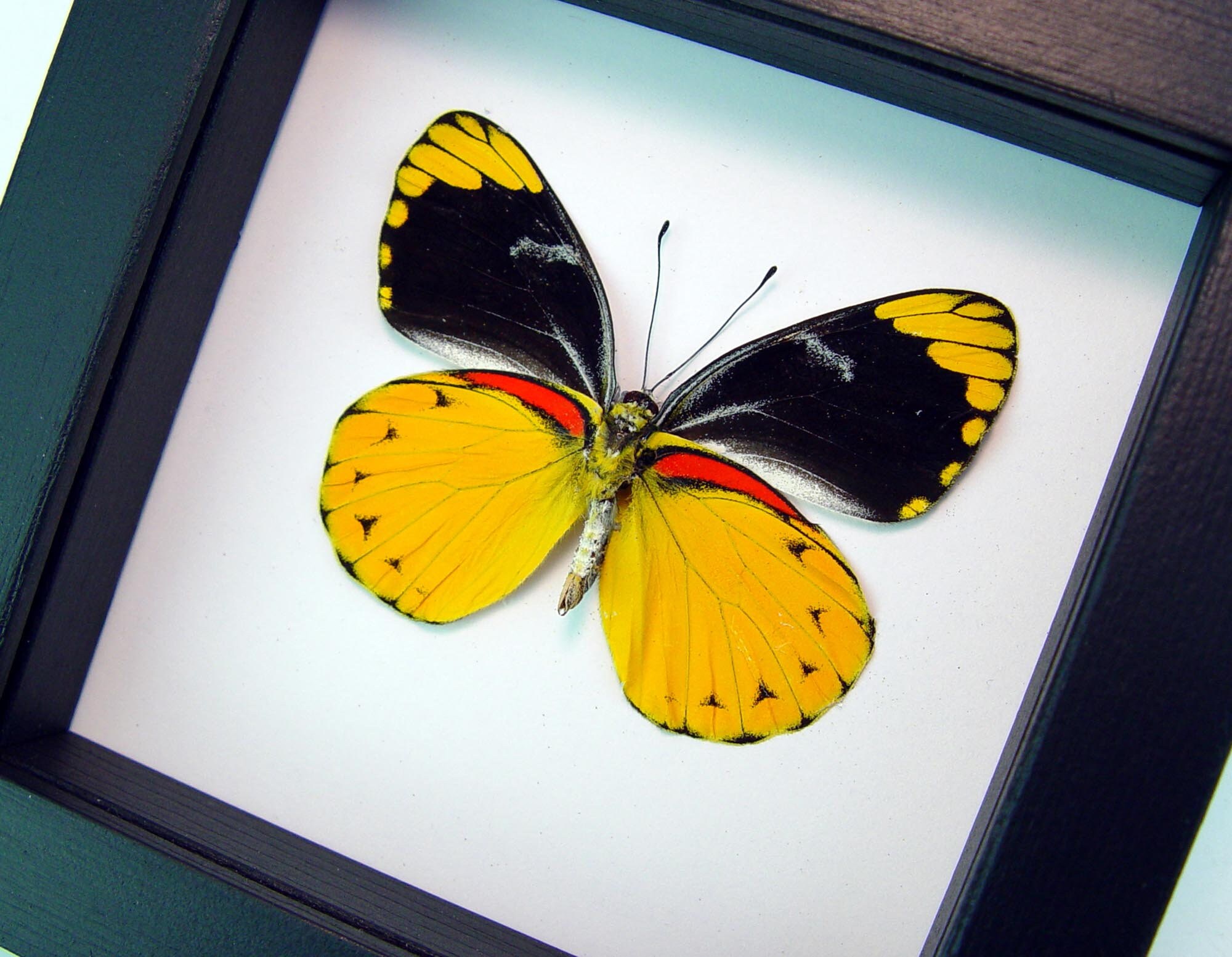 Rare Yellow Butterfly Real Framed Butterfly Delias Splendida Classic ...